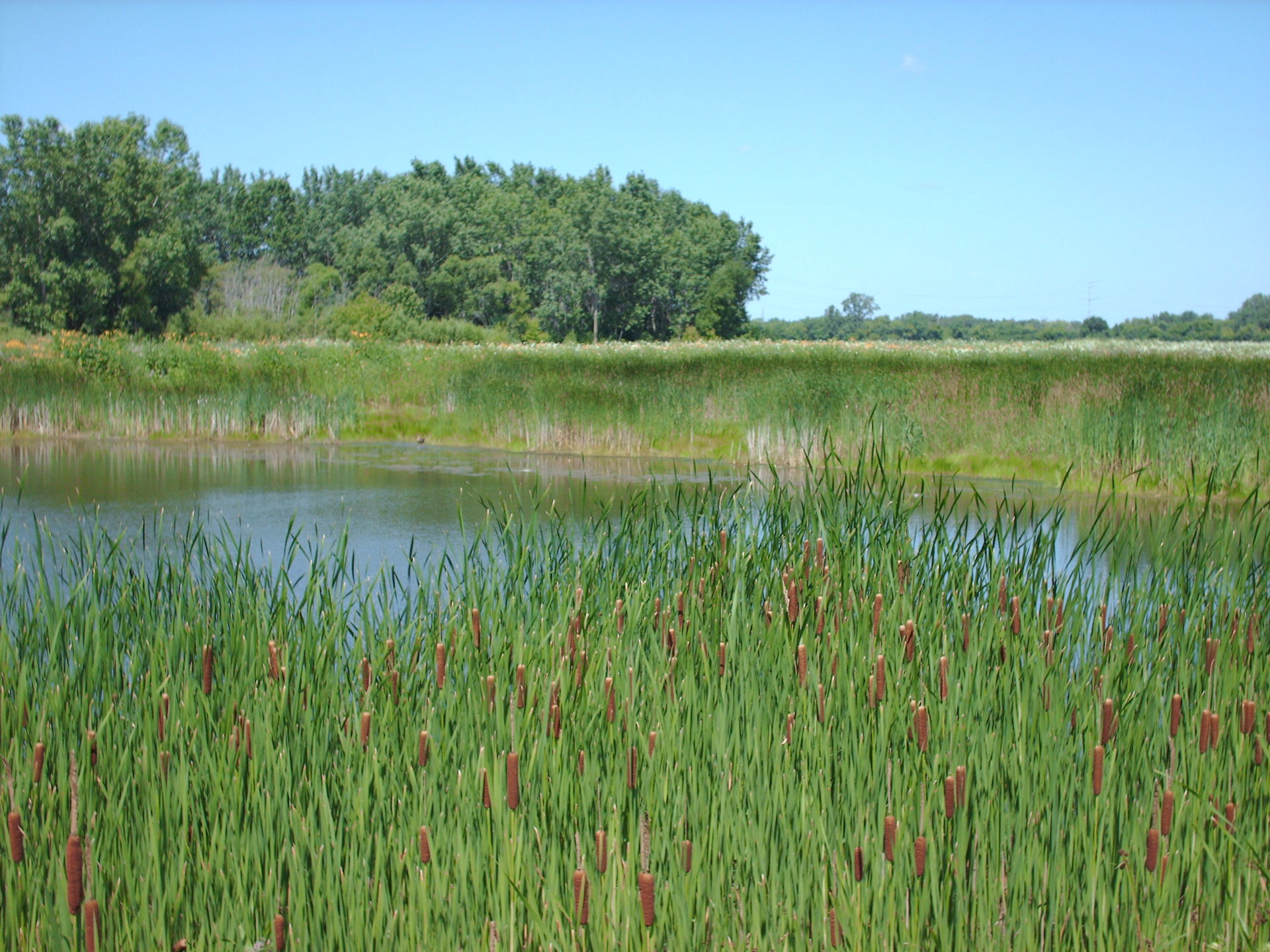 Pike River Restoration | Ecological Services | raSmith