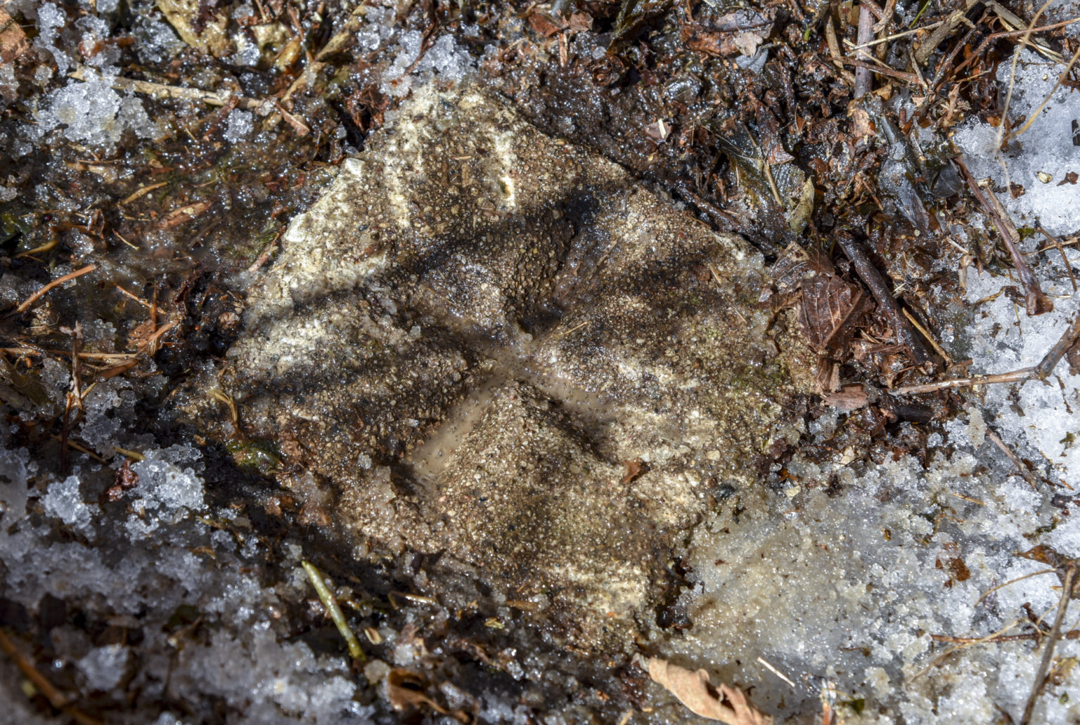 Discovering Historical Survey Monuments - raSmith